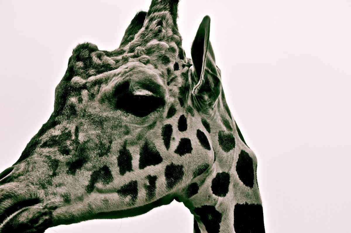 Giraffe | GANREF