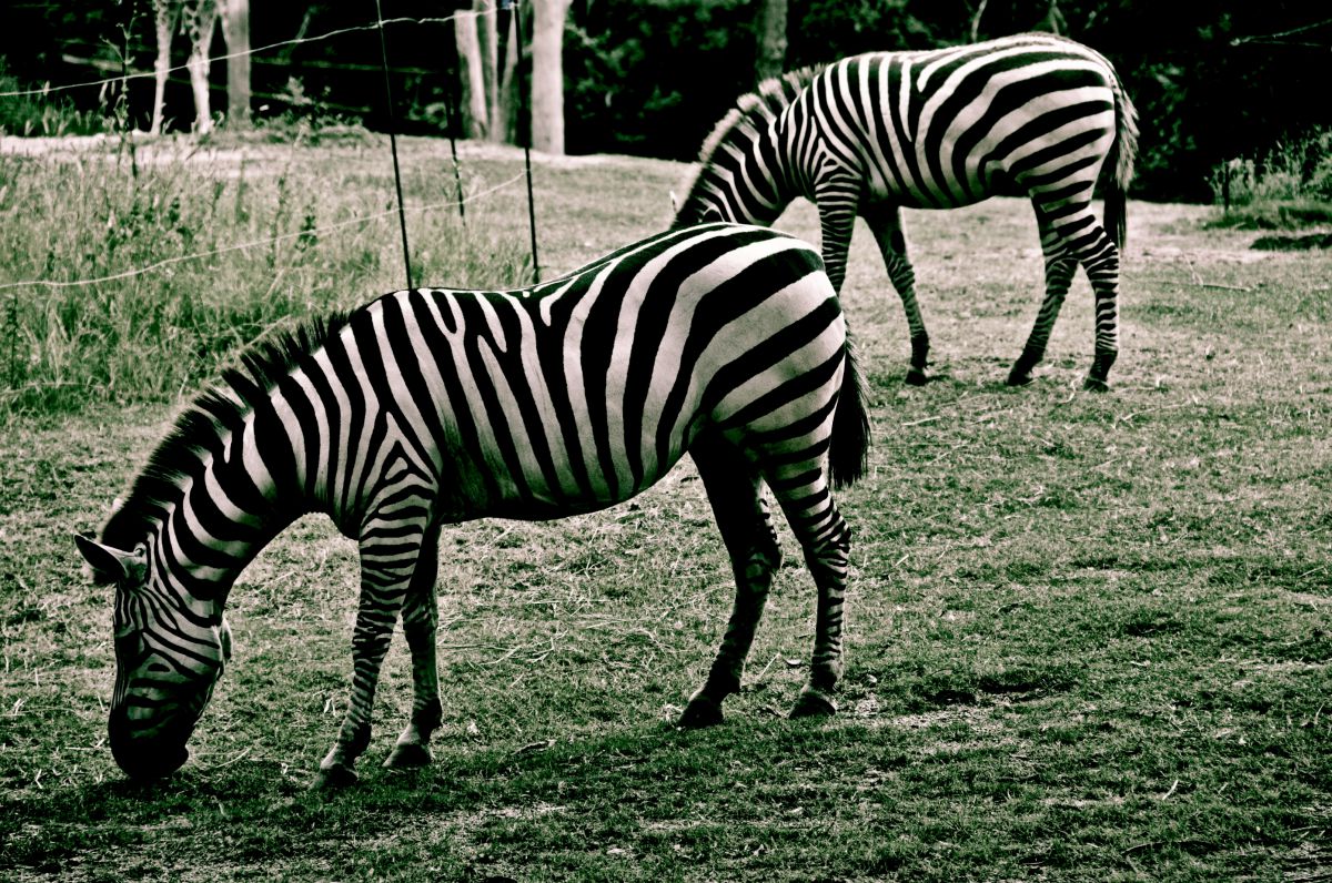 Grant's Zebra | GANREF