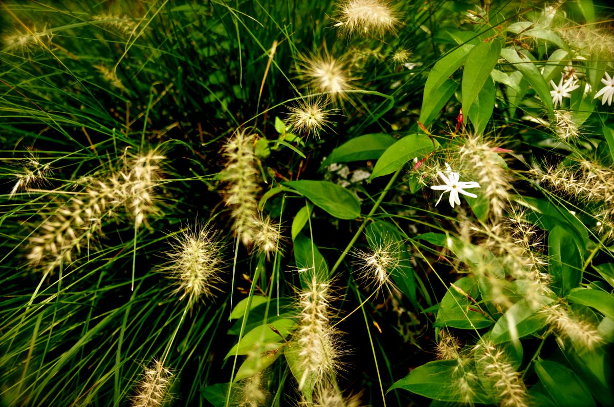 Are You Gonna Go My Way? | GANREF