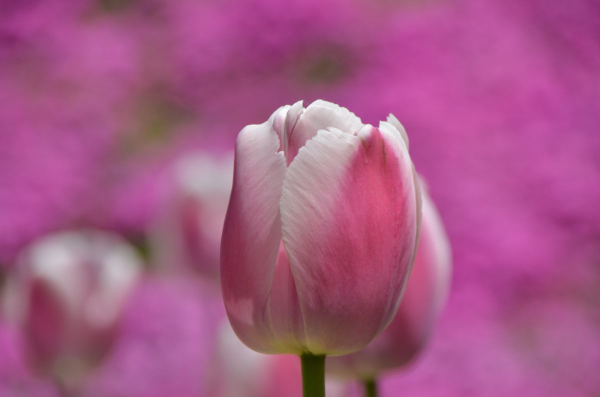 Pink in pink | GANREF