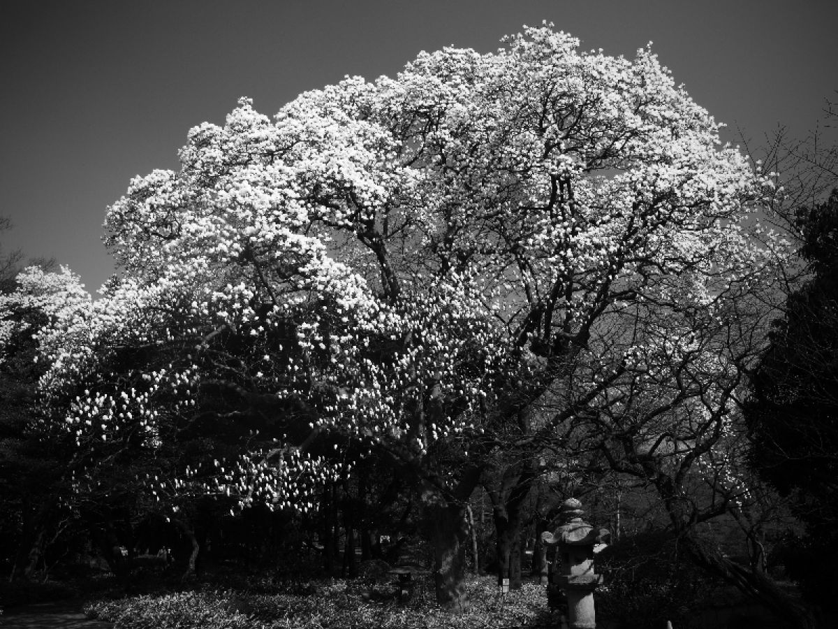 新宿御苑木蓮・2011 | GANREF