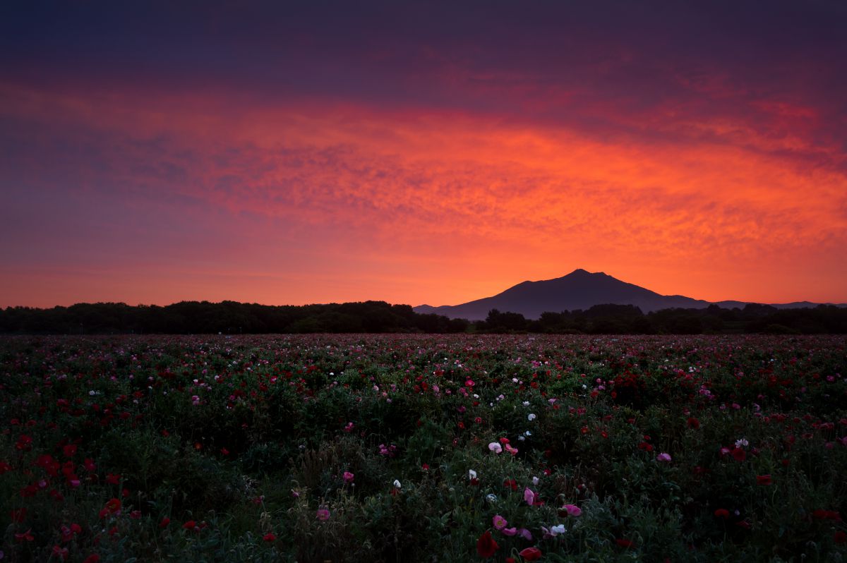 Morning glow | GANREF