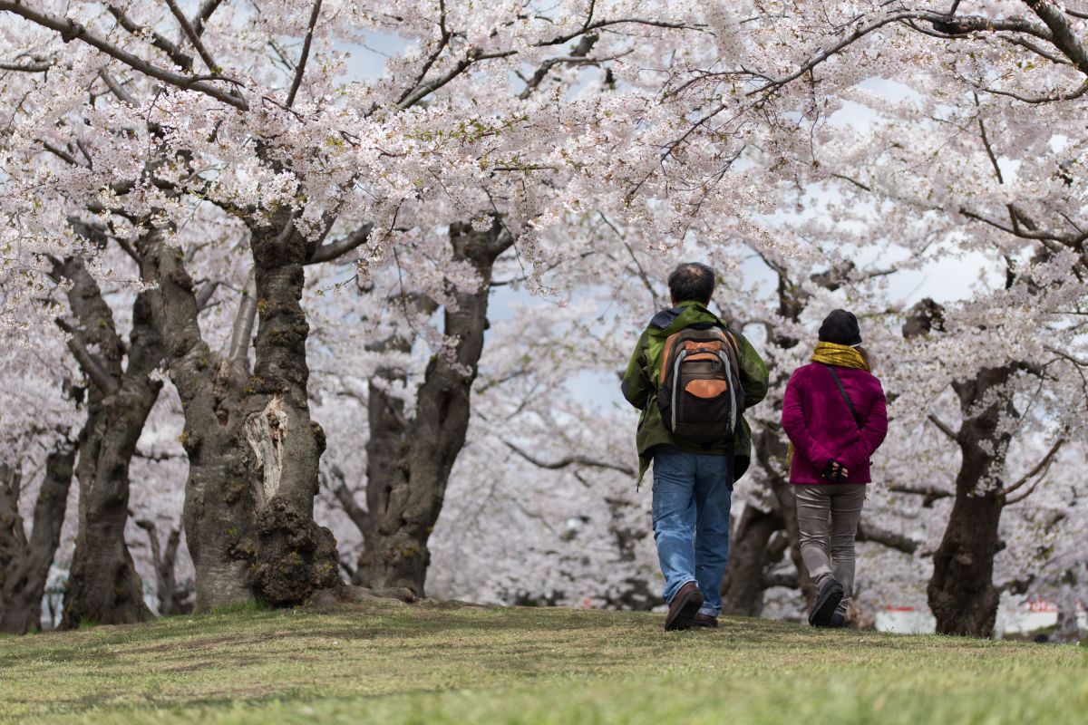 今年も咲いたねぇ。 | GANREF
