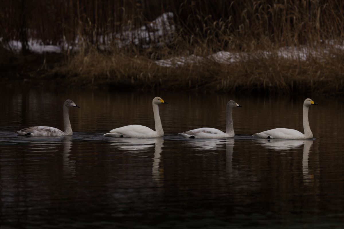 Come Together♫ | GANREF