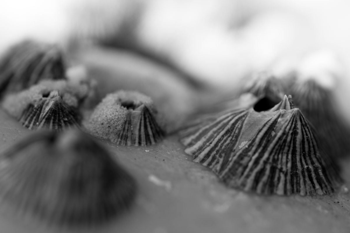 Fuji Islands | GANREF