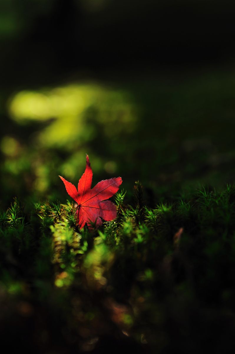 紅色の記憶 | GANREF