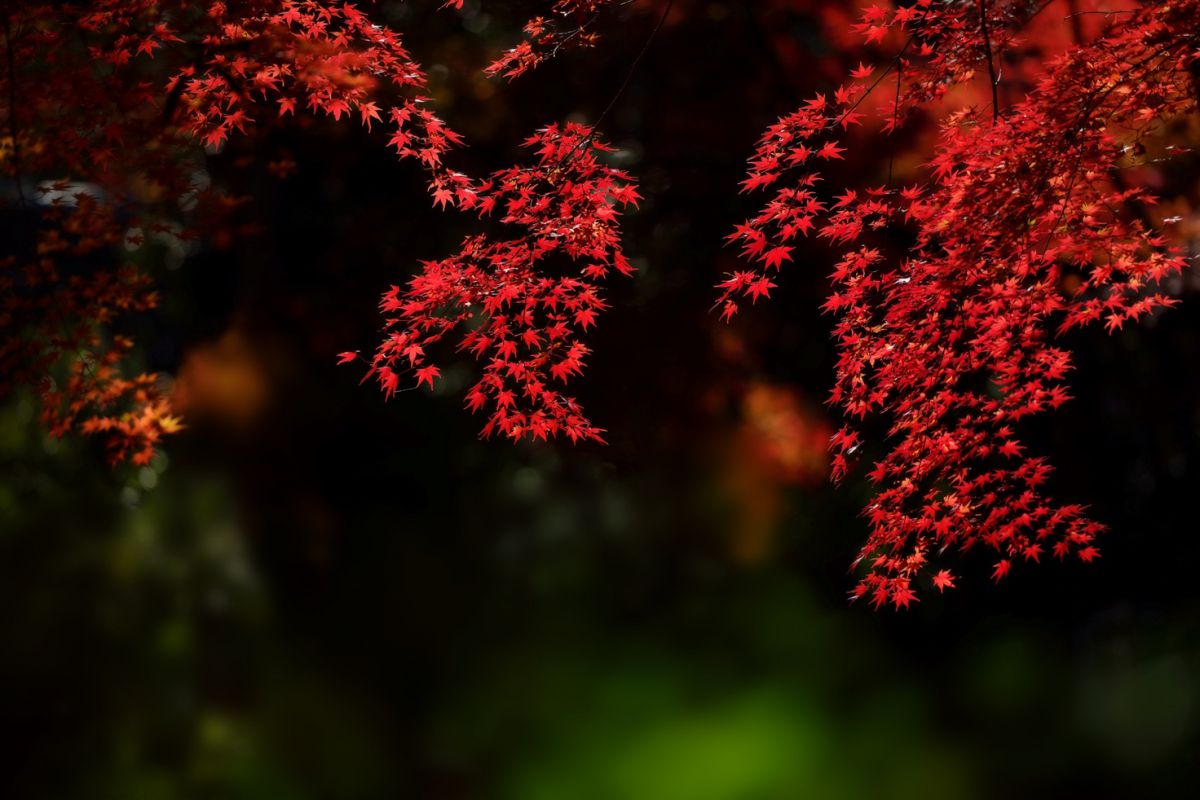 紅色の夢（2013） | GANREF