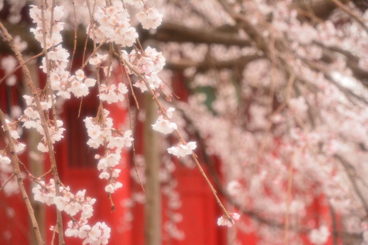 雅、桜の宴.jpg | GANREF