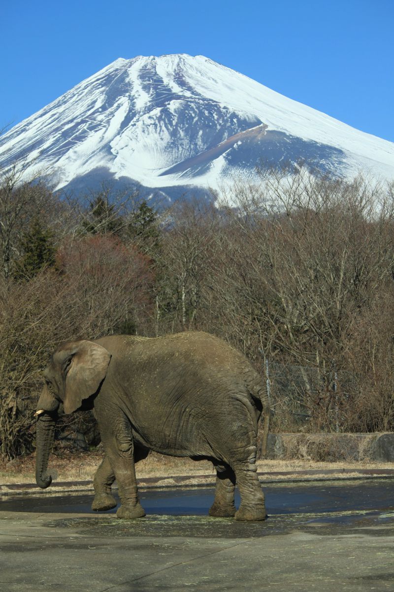富士だ象 | GANREF
