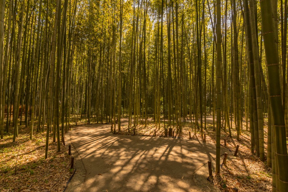 Road of bamboo | GANREF