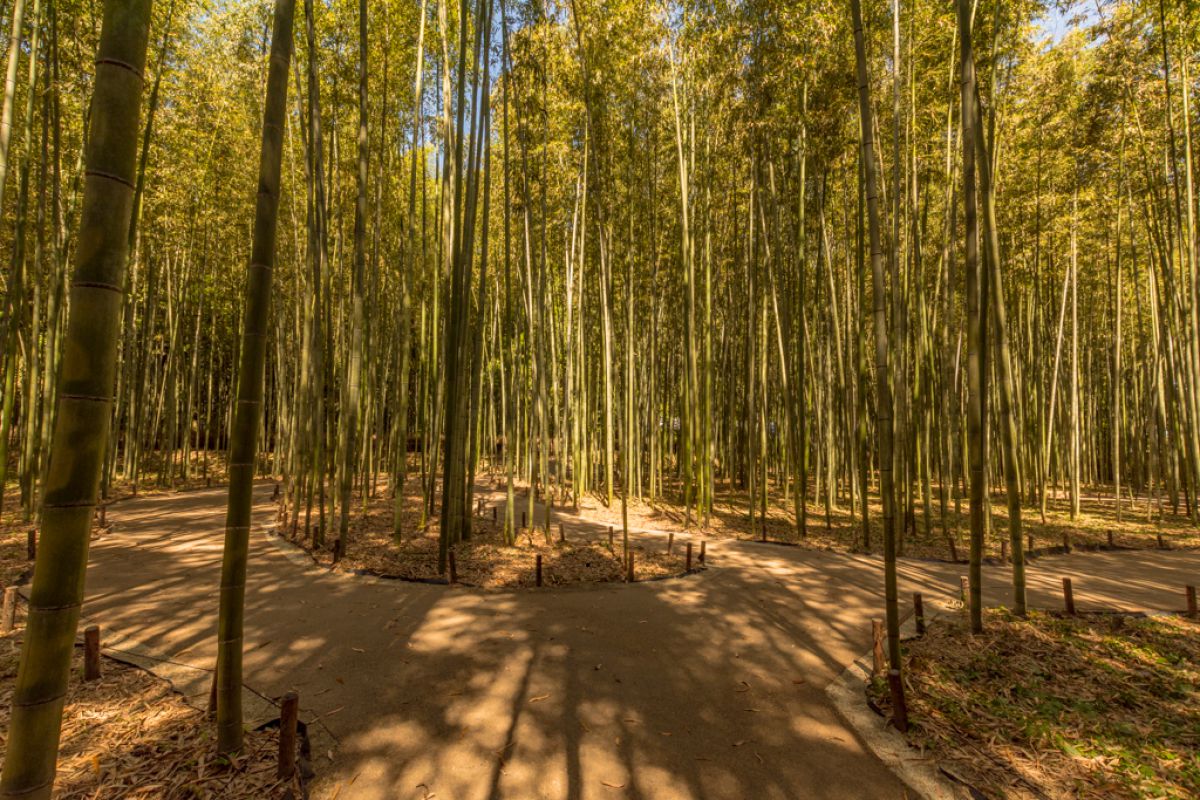 Road of bamboo | GANREF