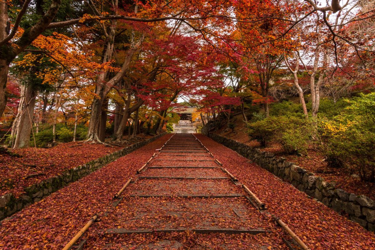 晩秋の参道 | GANREF