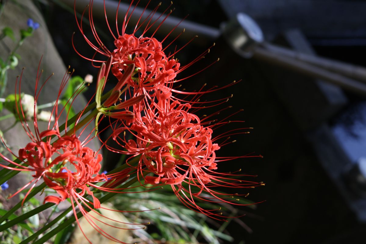 Lycoris radiata | GANREF