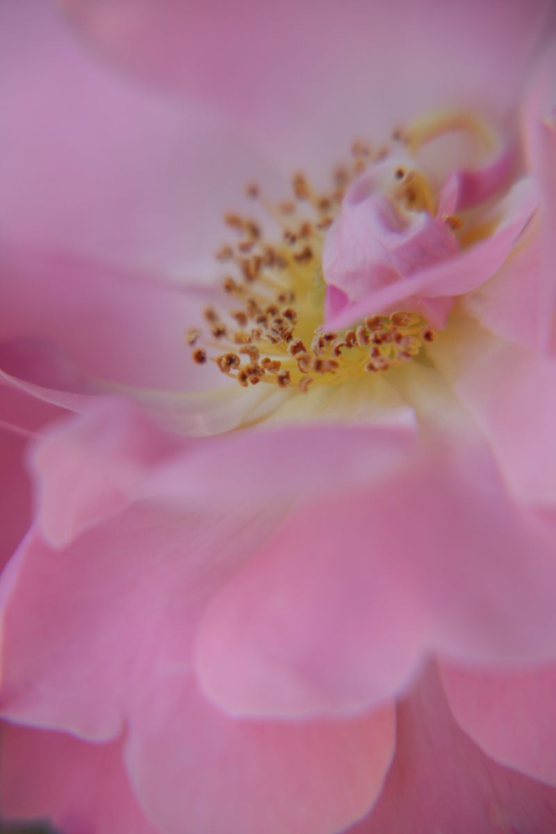 花言葉～Elegant | GANREF