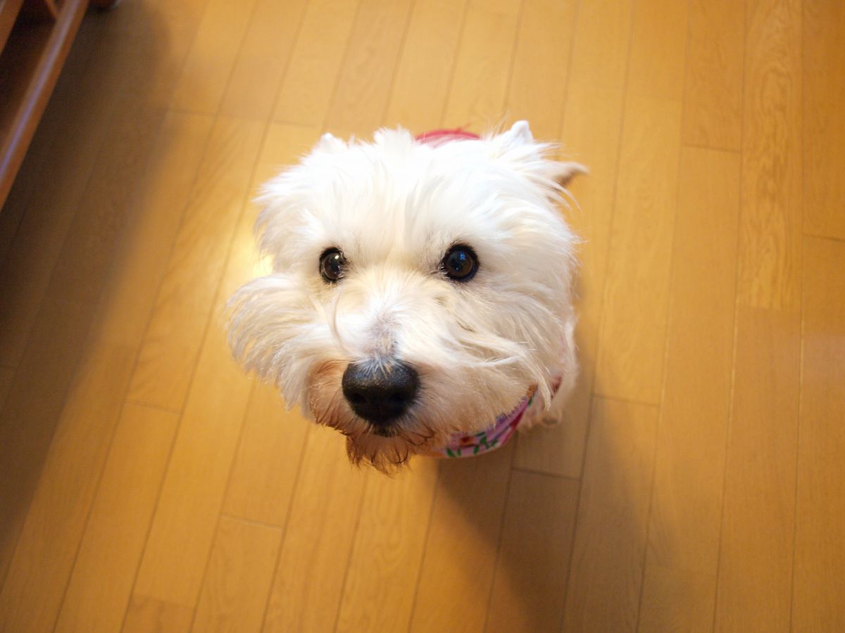 見上げてみた | GANREF