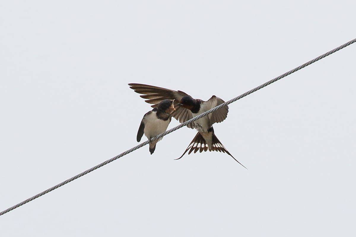 Shakedown Part2 | GANREF