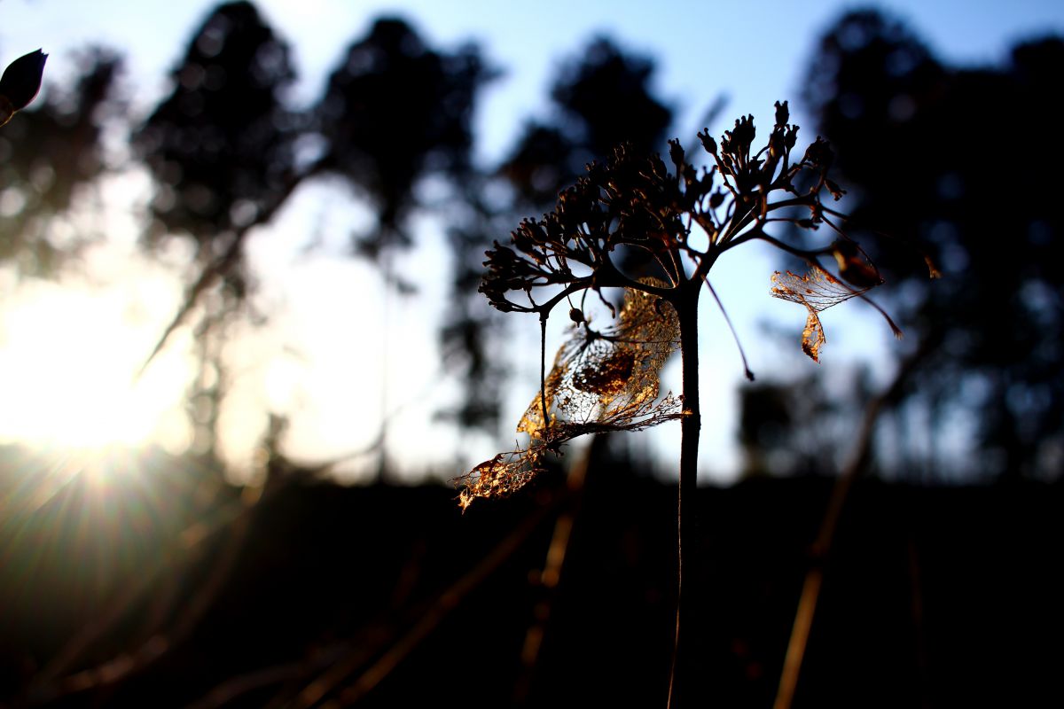 Love Song #1 | GANREF