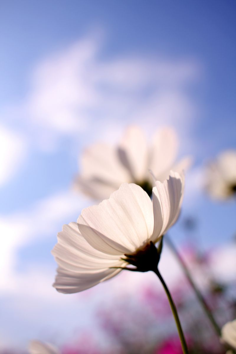 Escape is Simple. | GANREF