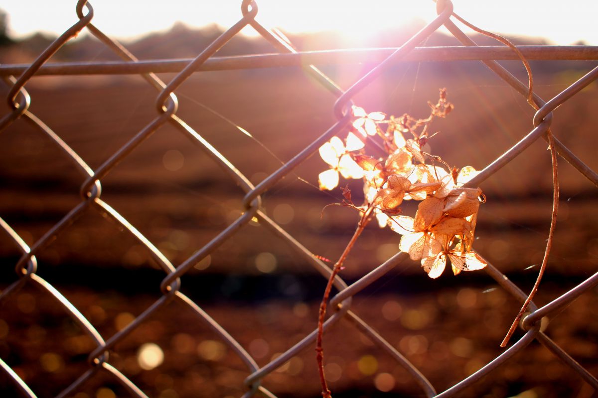 Liar's Gaden. | GANREF