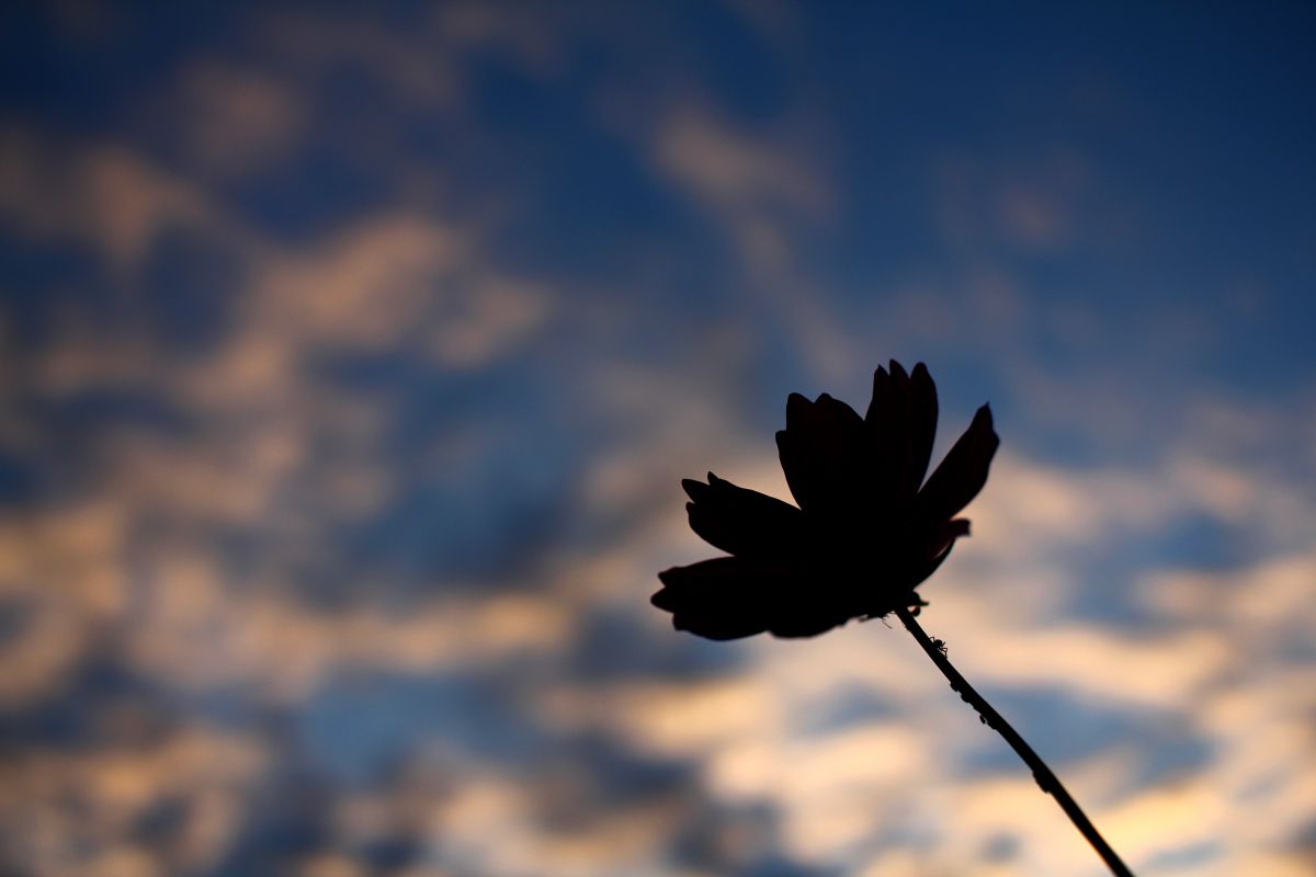 Under World. | GANREF