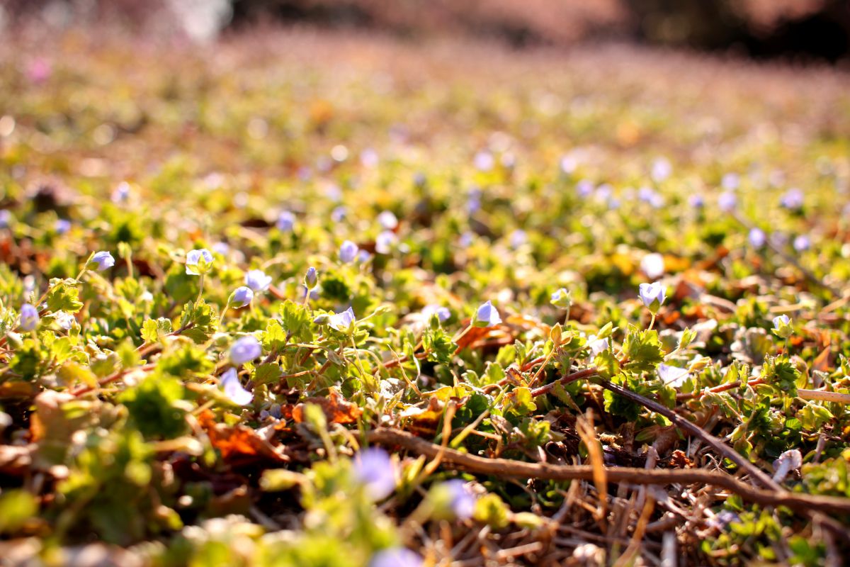 はらはらと。 | GANREF