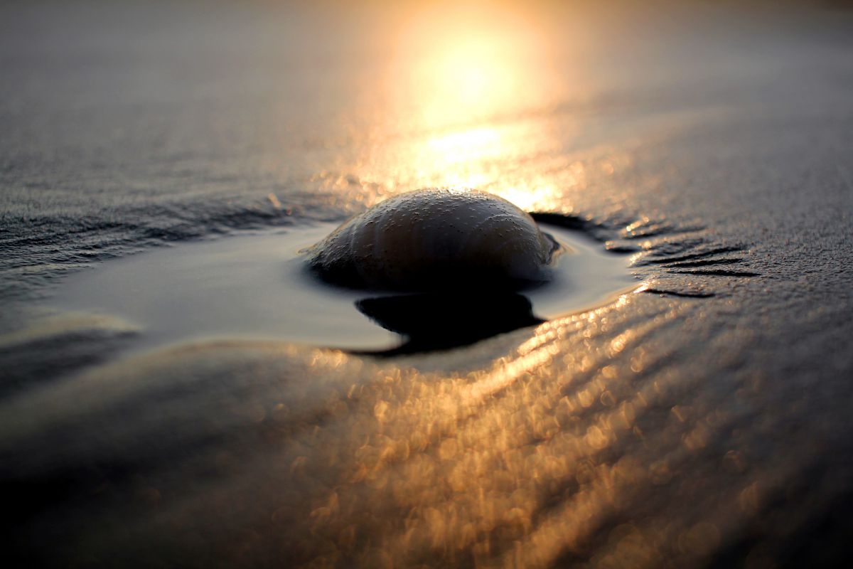 Mystic Daydream. | GANREF