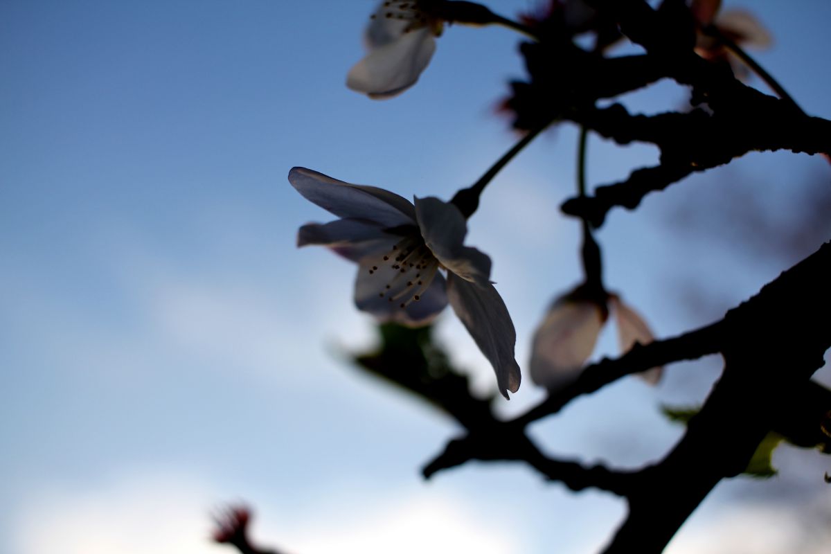 蜜の夜明け。 | GANREF