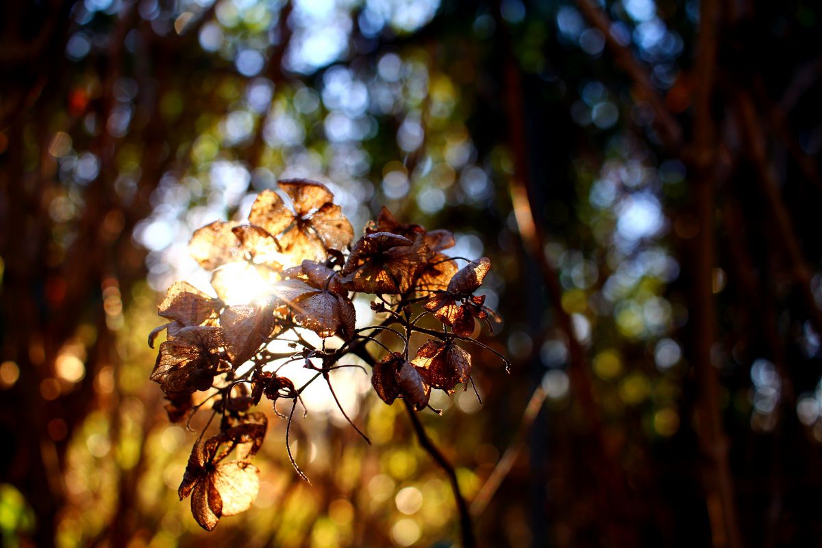 I Know Who is. | GANREF