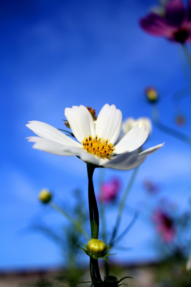 The One I Love. | GANREF