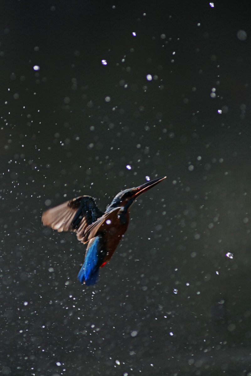 Across The Universe | GANREF