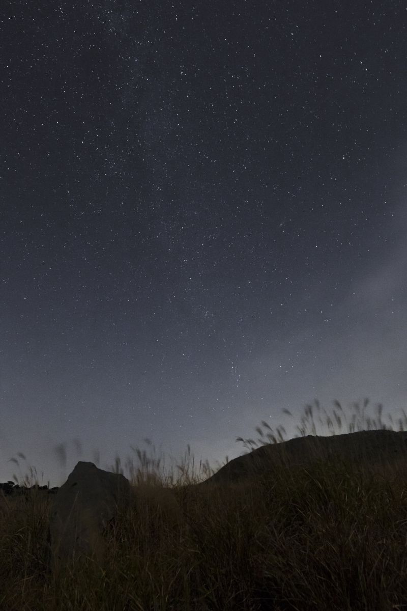 揺れるススキ | GANREF