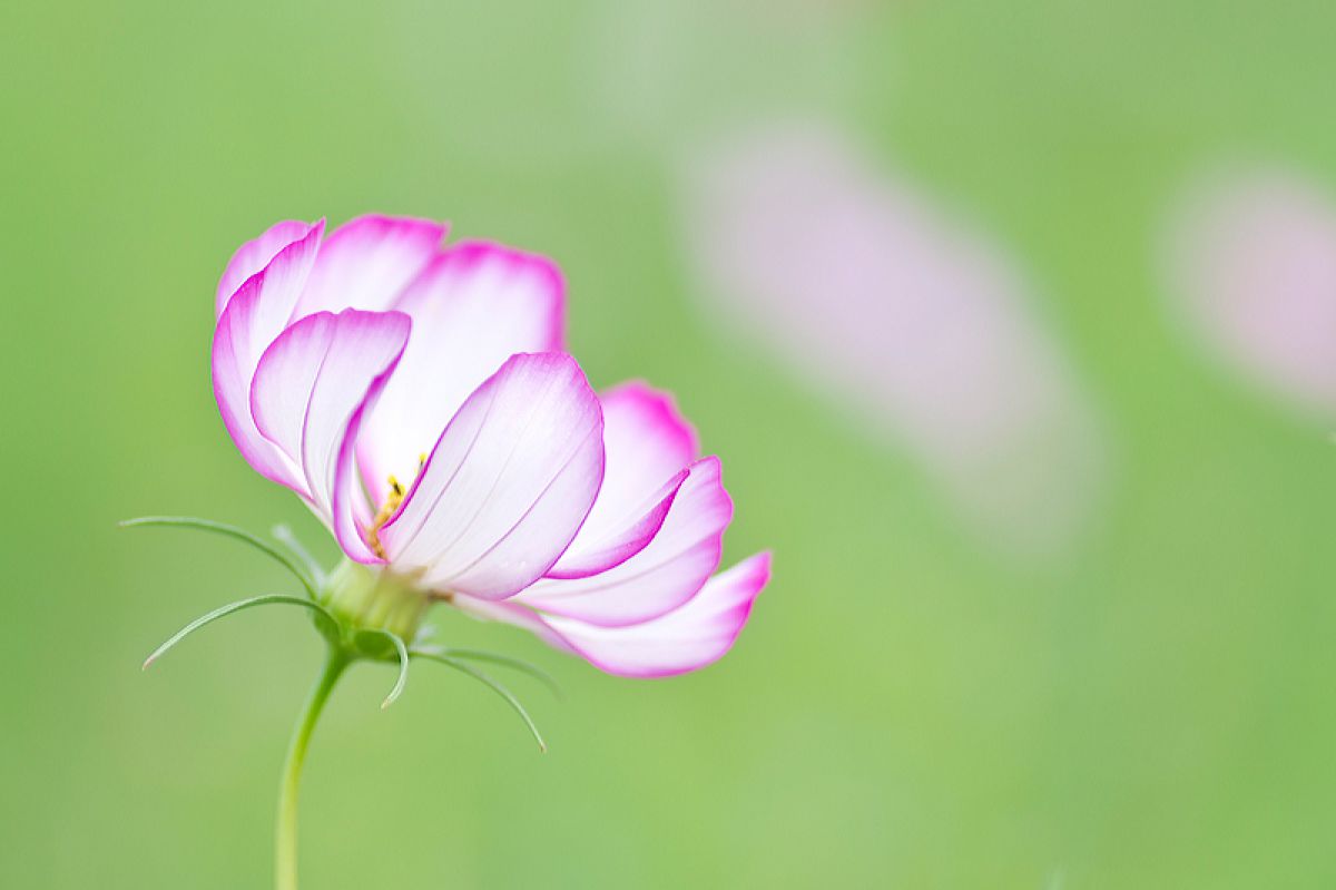 今、燃えるとき | GANREF