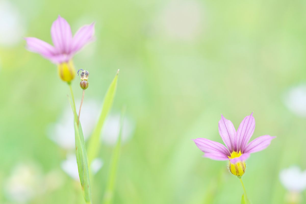 麗華咲く | GANREF