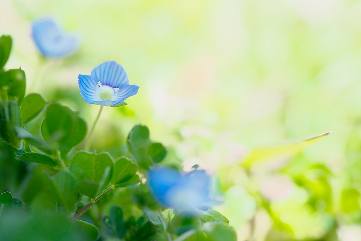 儚き青い妖精 | GANREF