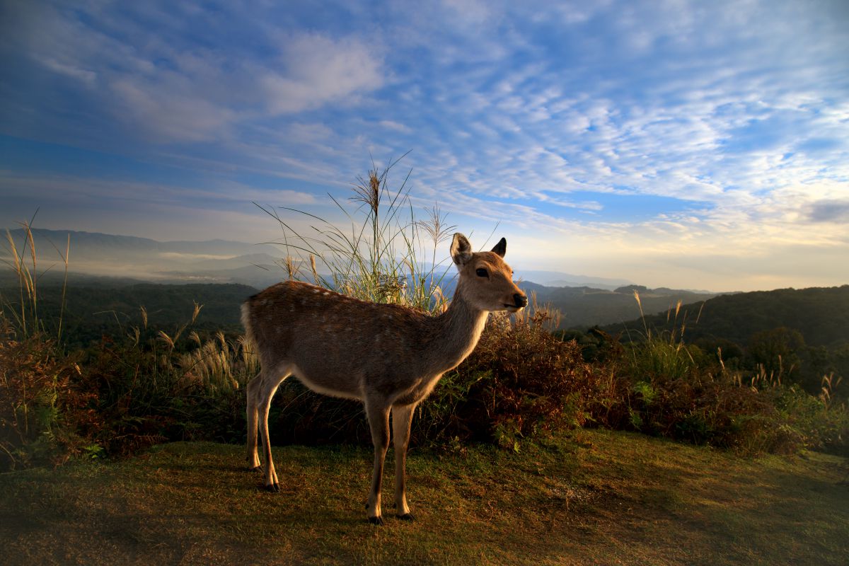 Dear deer princess | GANREF