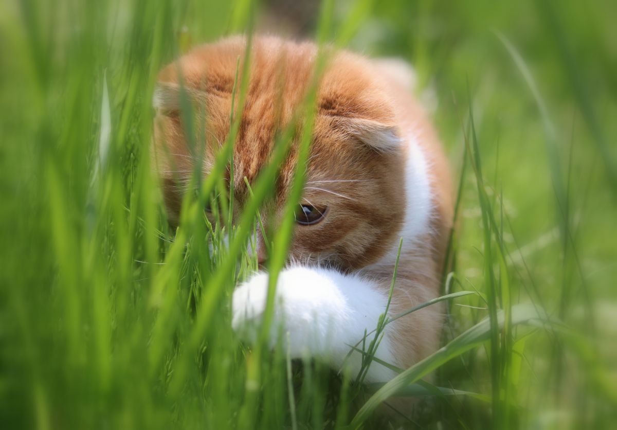 cautious steps Ⅰ | GANREF