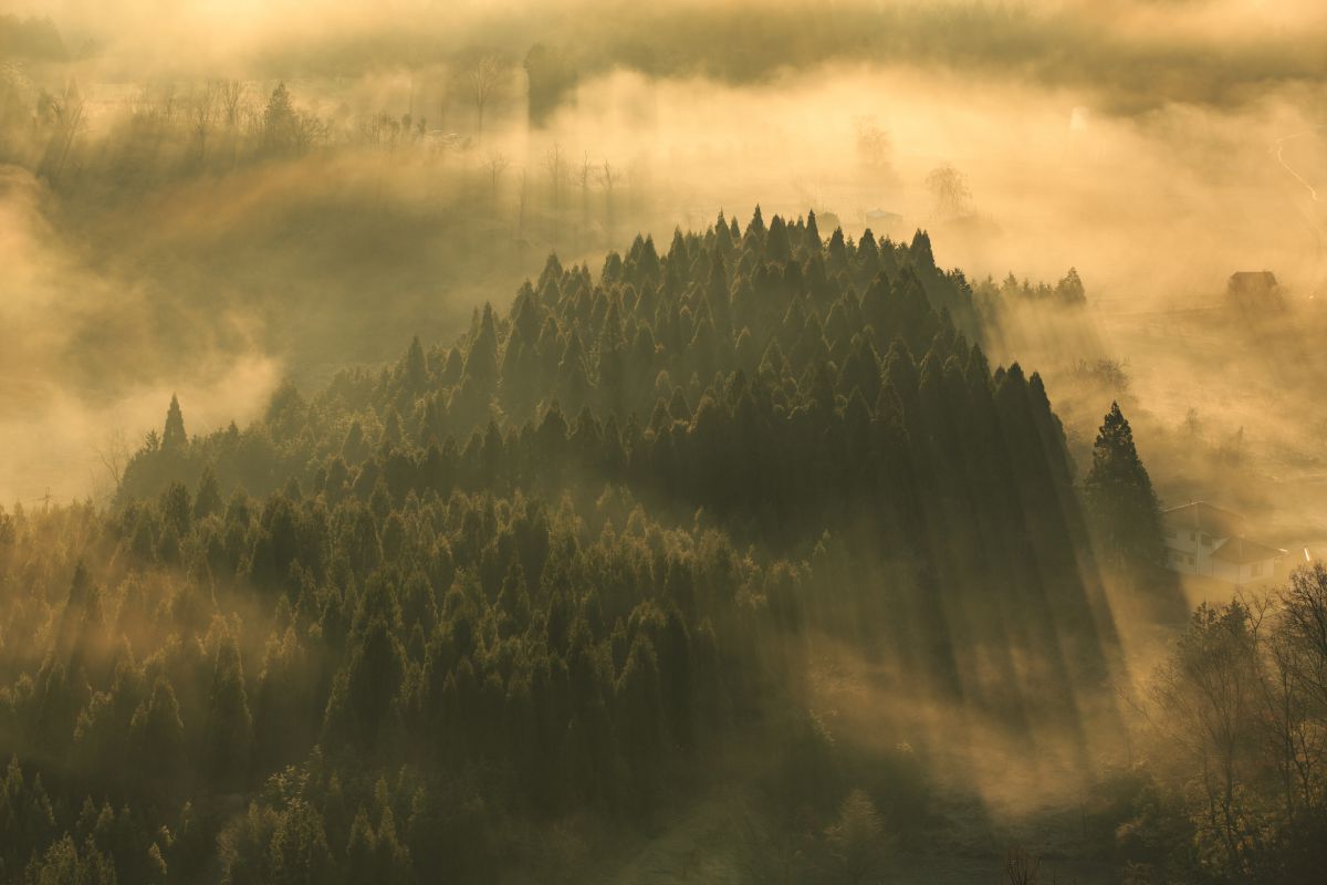 The Symphony | GANREF