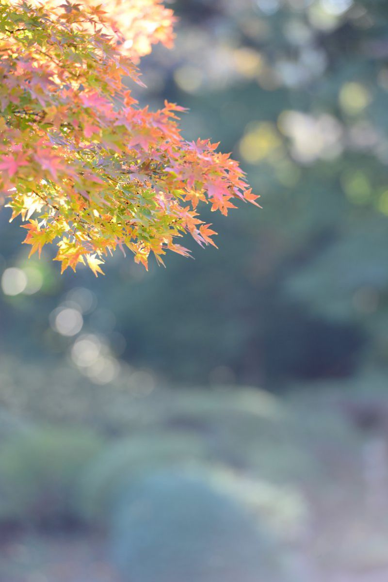 淡いけれど… | GANREF