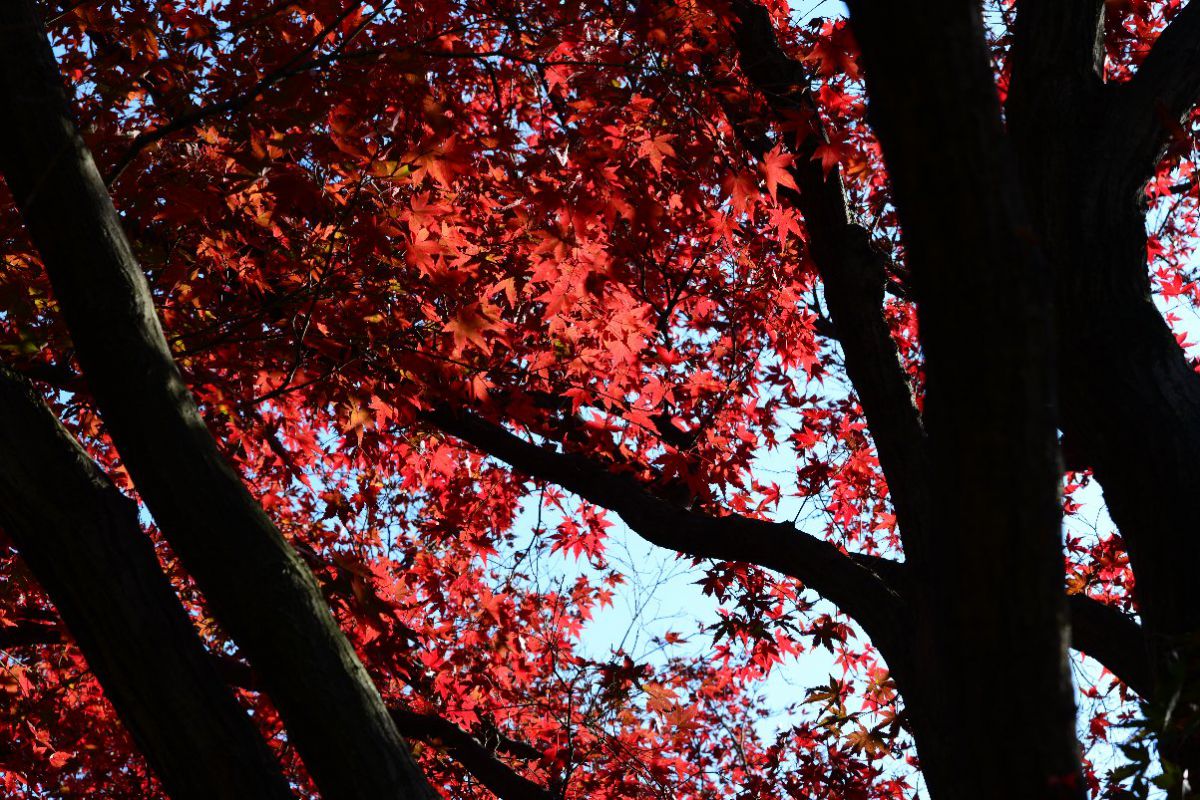 新宿御苑の紅葉 | GANREF
