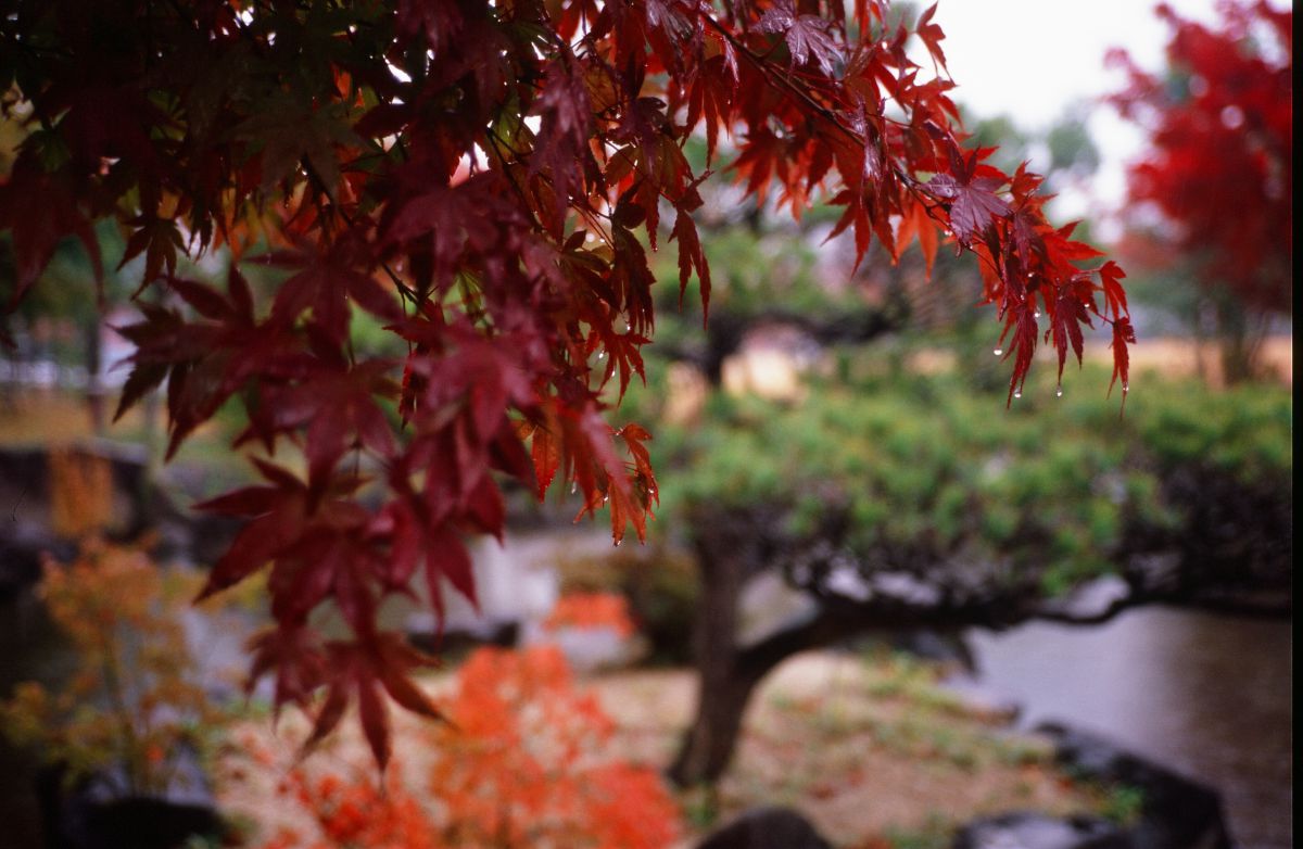 雨に濡れるもみじ | GANREF