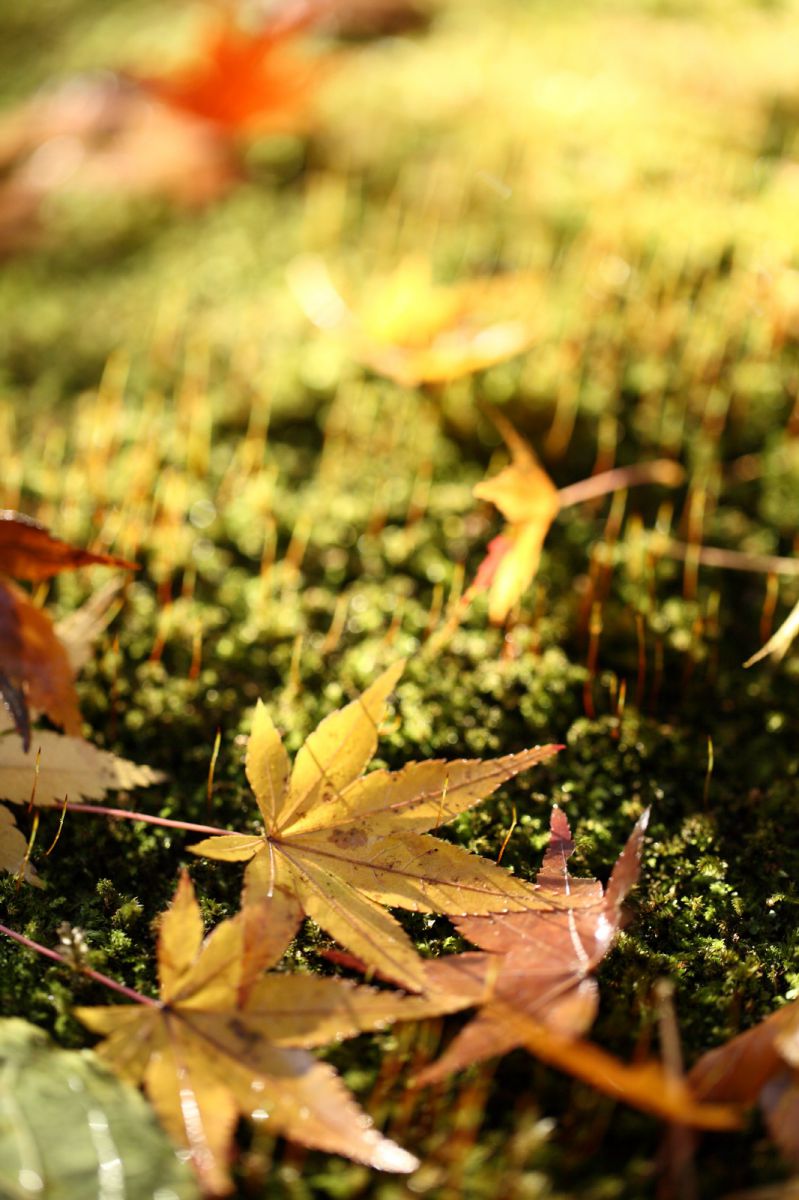 紅葉、苔生す | GANREF