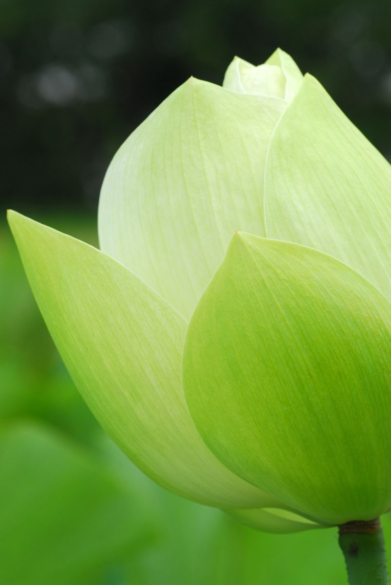 咲くを待つ | GANREF