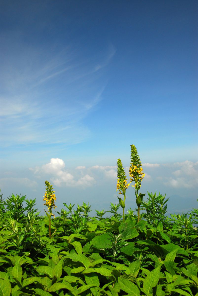 青空に向かって | GANREF