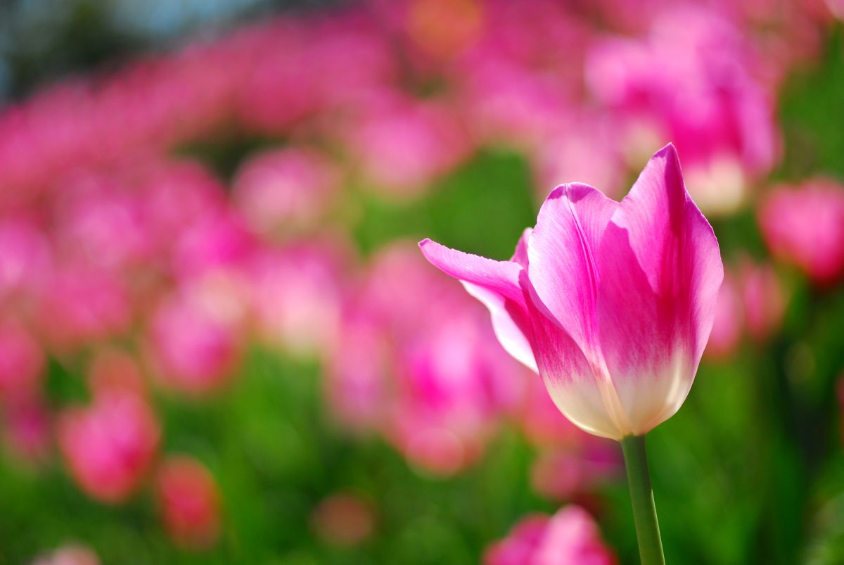 チューリップ（4） | GANREF