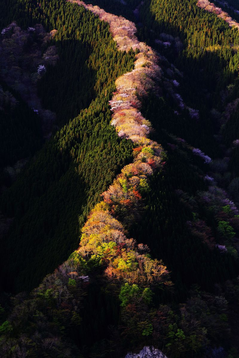 Slanting Rays | GANREF