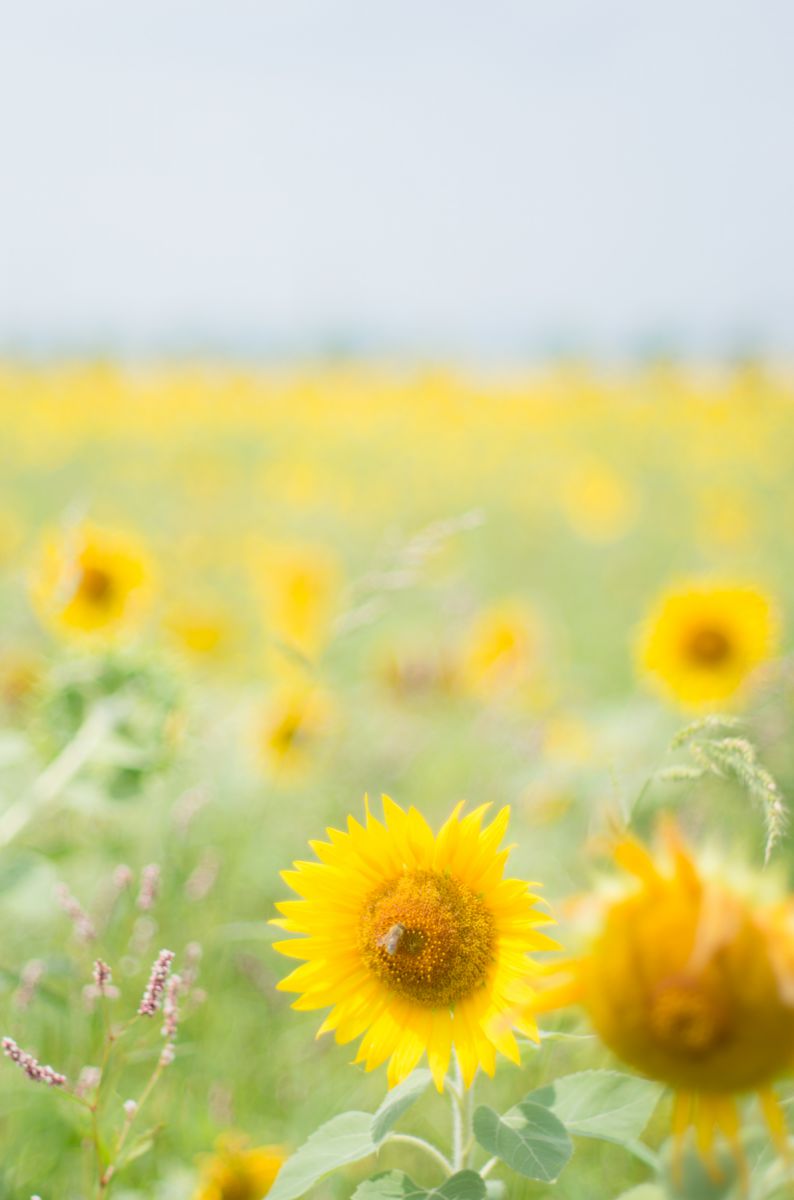 とある夏のおもいで | GANREF