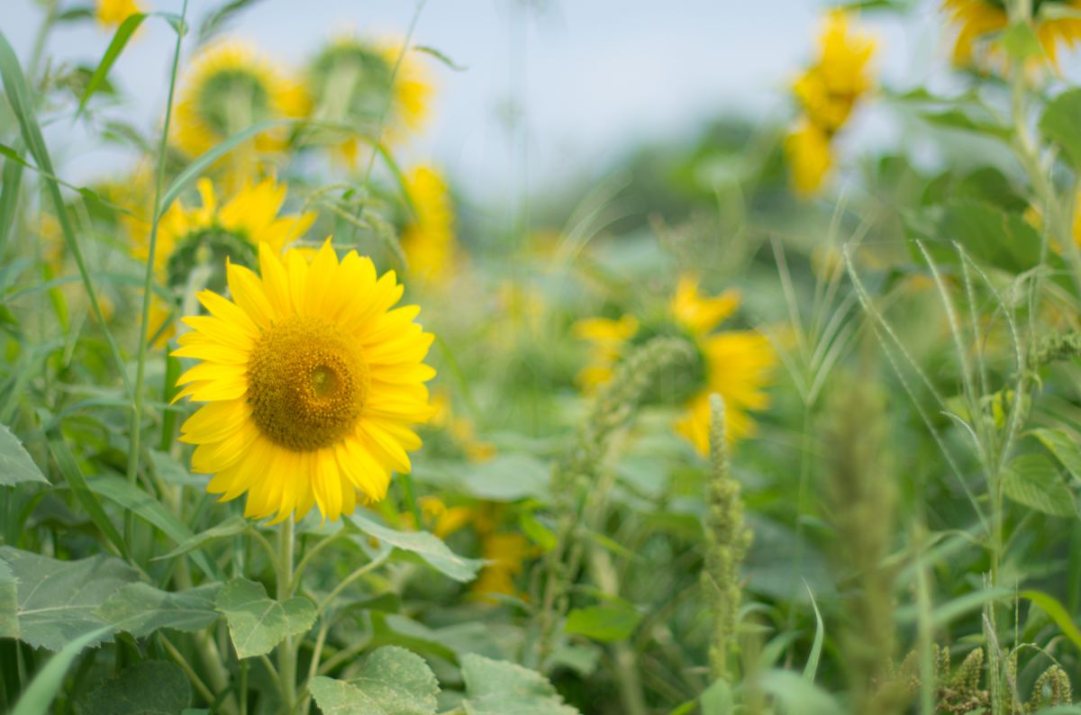 こっちむいて | GANREF