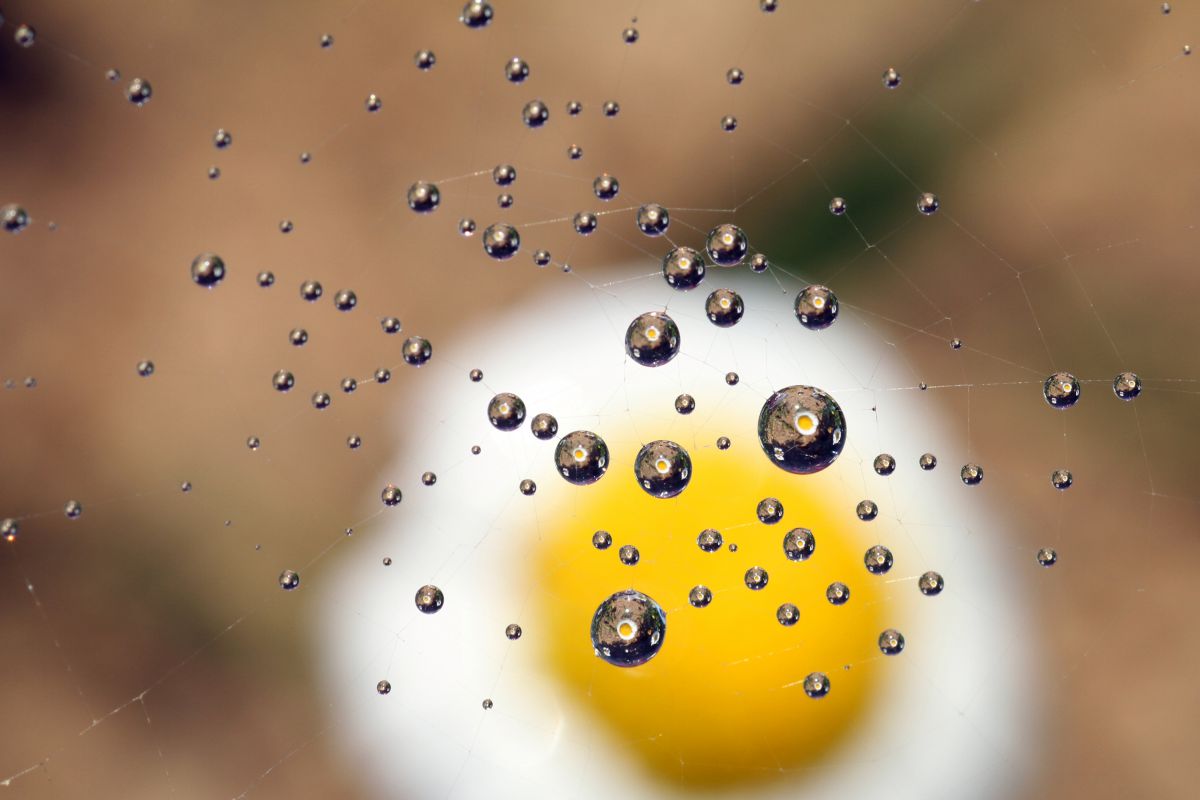 Crystal Dream | GANREF