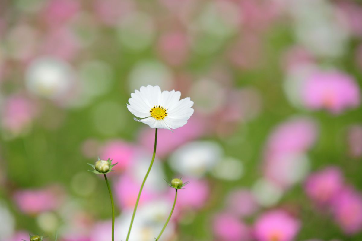 パステルカラー | GANREF