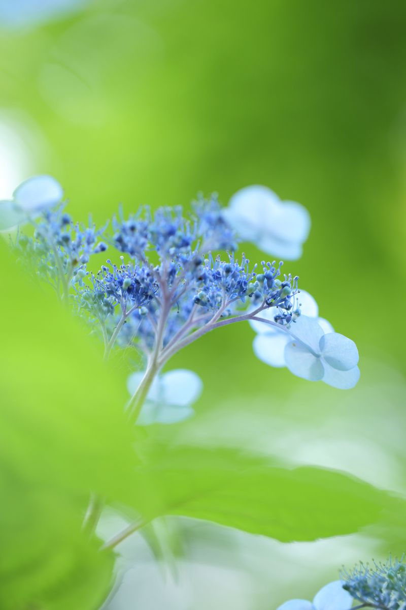 裏スケ！ | GANREF